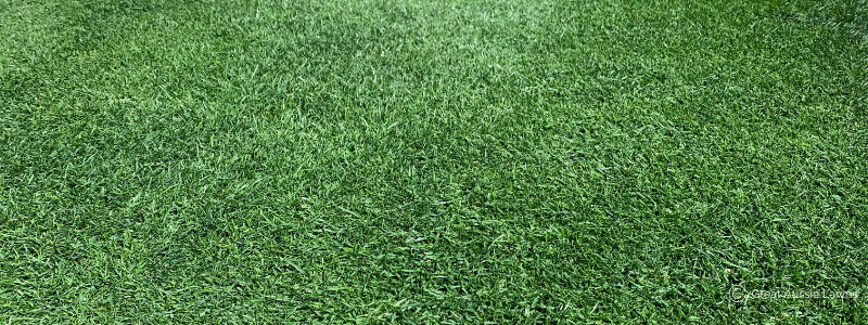 GRASS TYPES