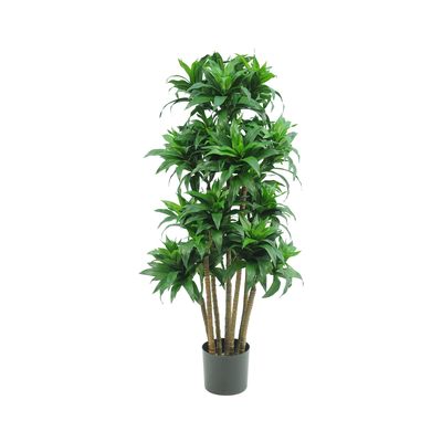 Split Philo Potted Bush 75cm