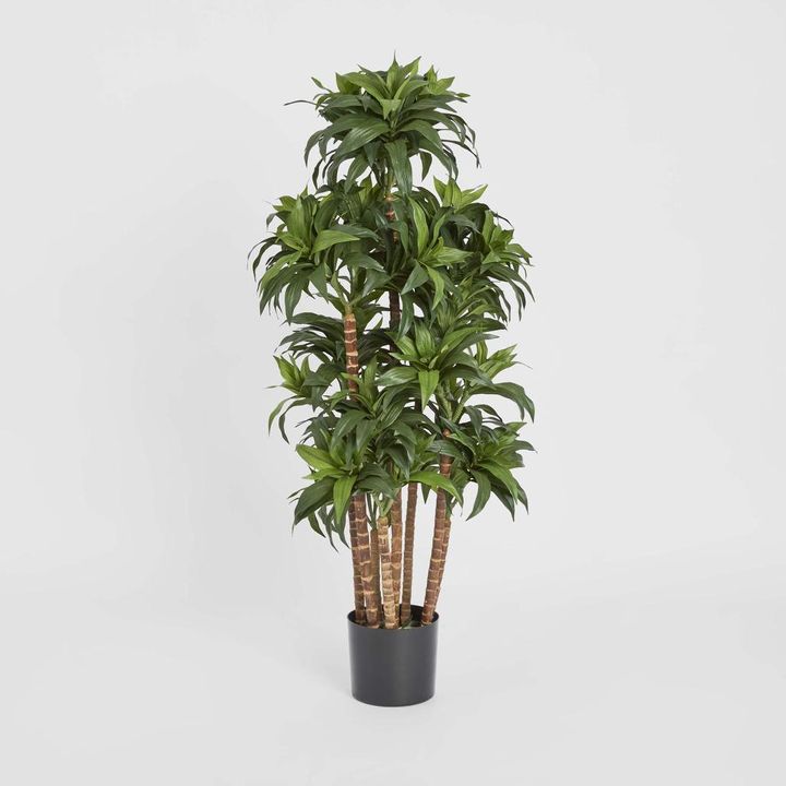Dracaena Fragrans Multi Tree X8 / 576 Leaves Green