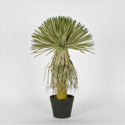 Split Philo Potted Bush 75cm