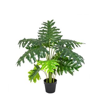 Split Philo Potted Bush 75cm