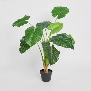 Split Philo Potted Bush 75cm