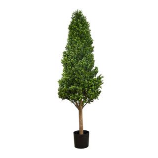 Boxwood Pyramid Tree 1m