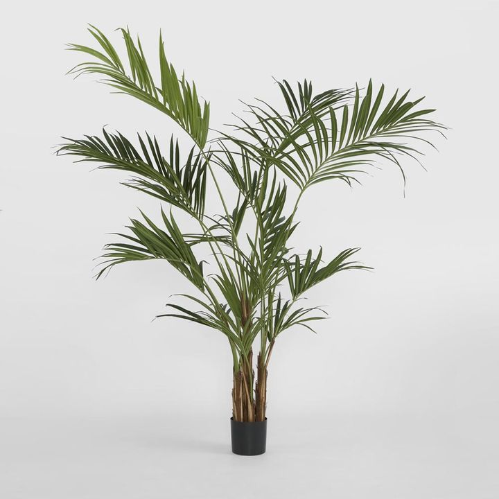 Kentia Palm Tree 210cm