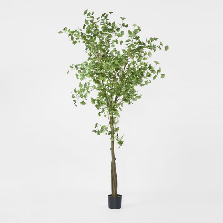 Ginko Tree Potted 2.4m