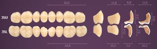 35-D4 IDEALIS TEETH LOWER POSTERIOR