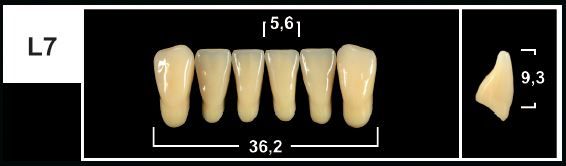 L7 C4 LOWER ANTERIOR TRIBOS TEETH