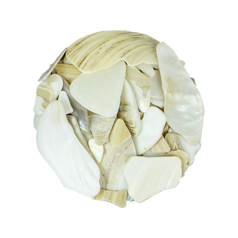 Shell Pieces Luméa - Formed by the Ocean