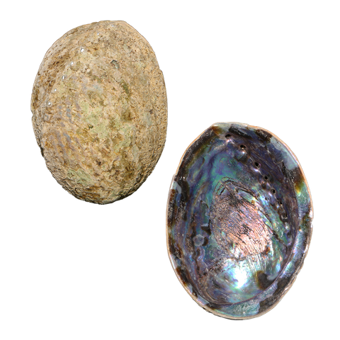 NZ Abalone Paua - Natural - Jewellery Making - Handselected Blue Colour ...