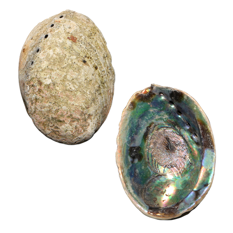 NZ Abalone Paua - Natural - Jewellery Making - Handselected Blue Colour ...