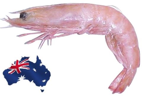 Whole Cooked (SA) King Prawn 10/15 Mount Gambier Foods