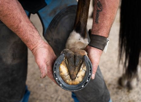 Equine Hoof Anatomy | Mustad Australia