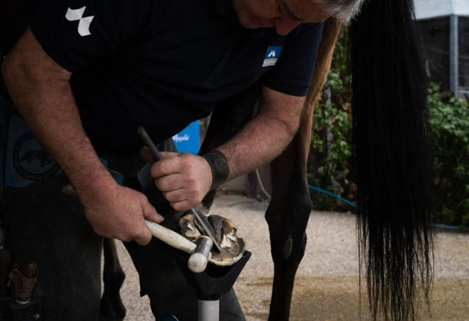Safe Shoe Horseshoe Removal Tools & Methods | Mustad Australia