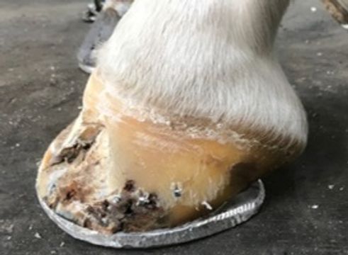 What is Seedy Toe in Horses Hooves? | Mustad Australia