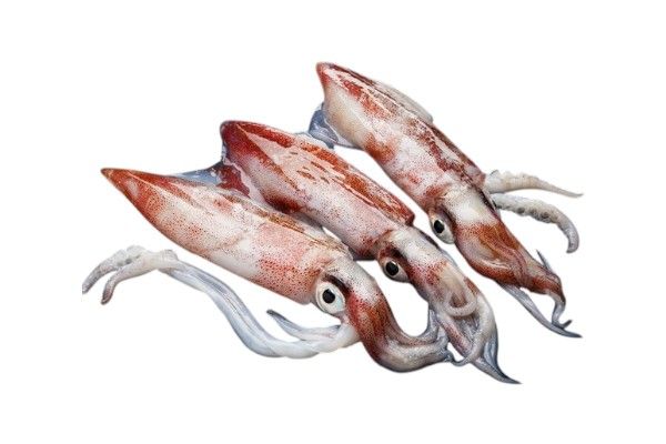 Squid Box 5KG (Click & Collect Only)