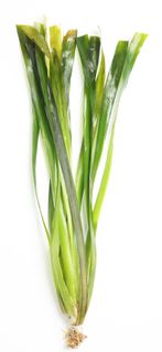 VARIEGATED RUSH - BUNCHES