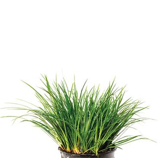 VARIEGATED RUSH - BUNCHES