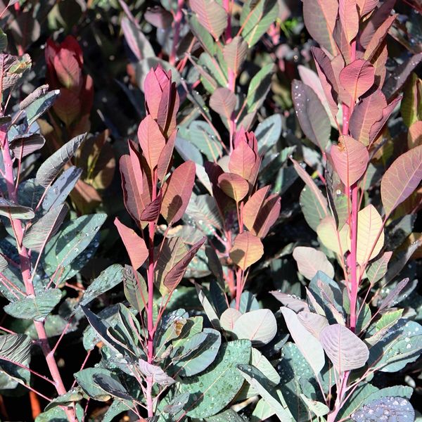 Cotinus x 'Grace' - Warners Nurseries