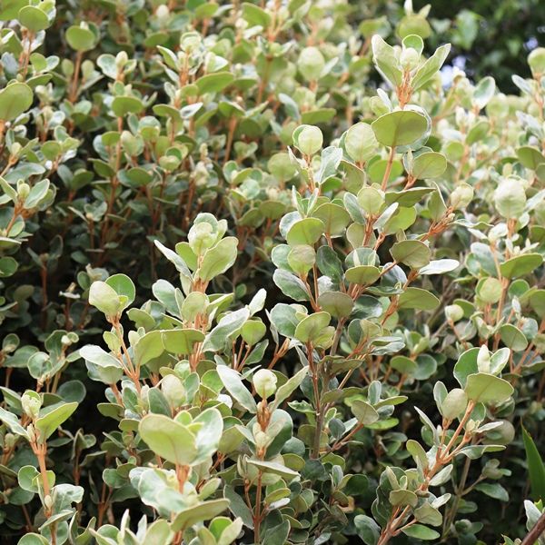 Correa alba - Warners Nurseries