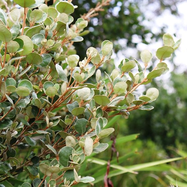 Correa alba - Warners Nurseries