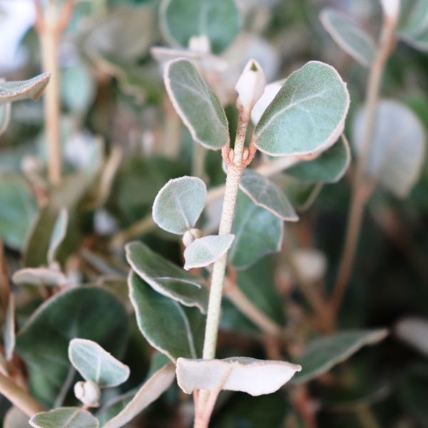 Correa alba - Warners Nurseries