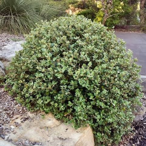 Teucrium fruticans Ball - Warners Nurseries
