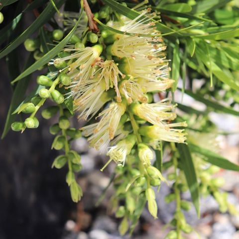 Callistemon viminalis 'Wilderness White' - Warners Nurseries