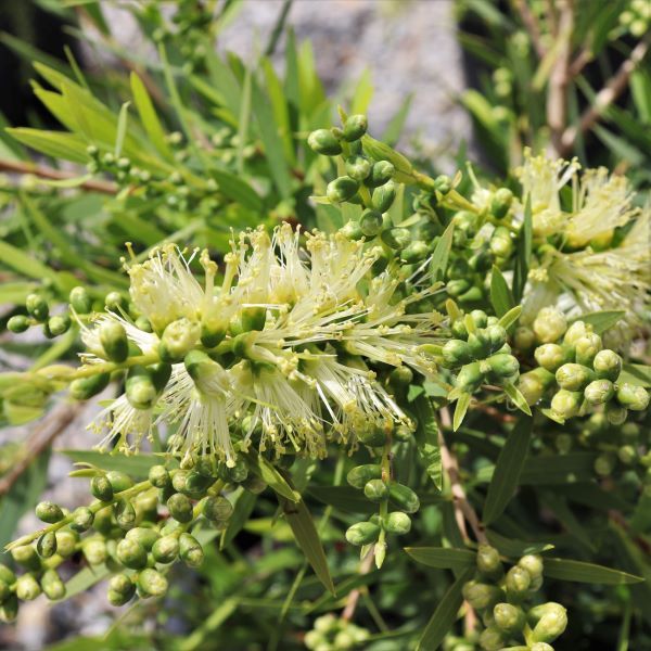 Callistemon viminalis 'Wilderness White' - Warners Nurseries