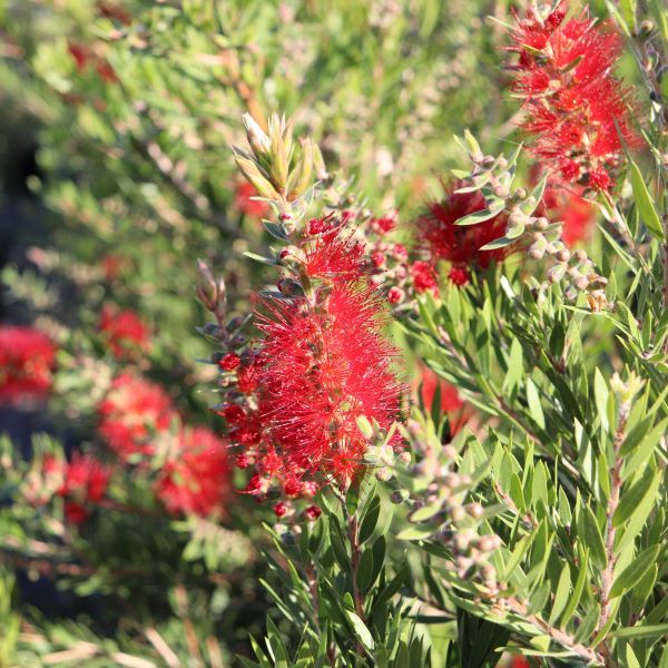 Callistemon viminalis 'CV01' Slim™ pbr - Warners Nurseries