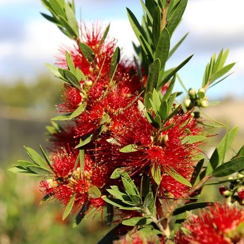 Medium to Large Shrubs & Screening - Warners Nurseries