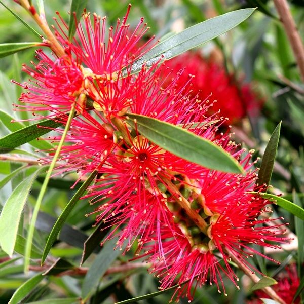 Callistemon 'Kings Park Special' - Warners Nurseries