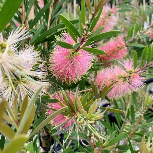 Callistemon 'Pink Champagne' - Warners Nurseries
