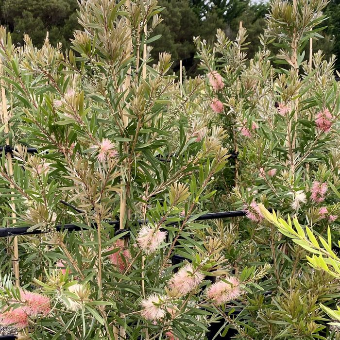 Callistemon 'Pink Champagne' - Warners Nurseries