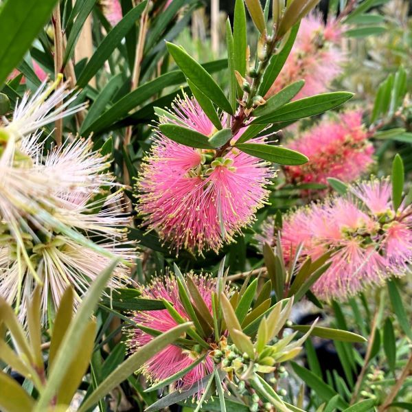 Callistemon 'Pink Champagne' - Warners Nurseries