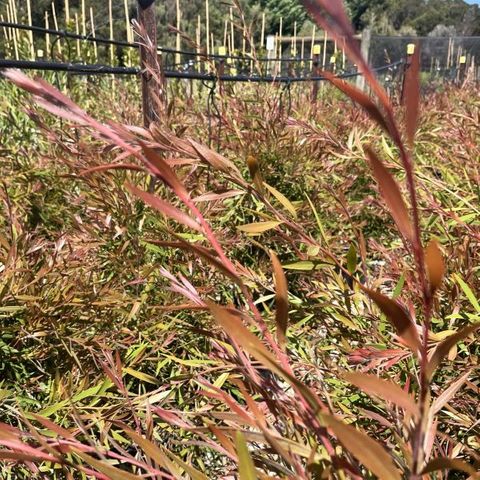 Ready to Go - Available Now - Warners Nurseries