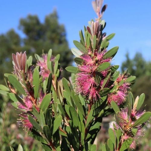 Callistemon spp 'Sweet Burst' pbr - Warners Nurseries
