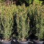 Callistemon spp 'Sweet Burst' pbr - Warners Nurseries