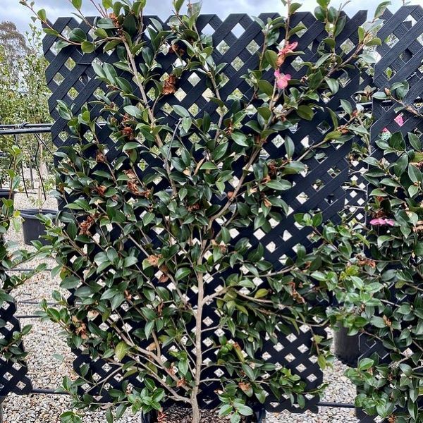 Camellia hiemalis 'Hiryu' Trellis - Warners Nurseries