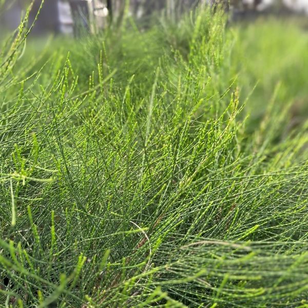 Casuarina glauca 'Greenwave' pbr - Warners Nurseries