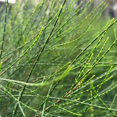 Casuarina glauca 'Greenwave' pbr - Warners Nurseries