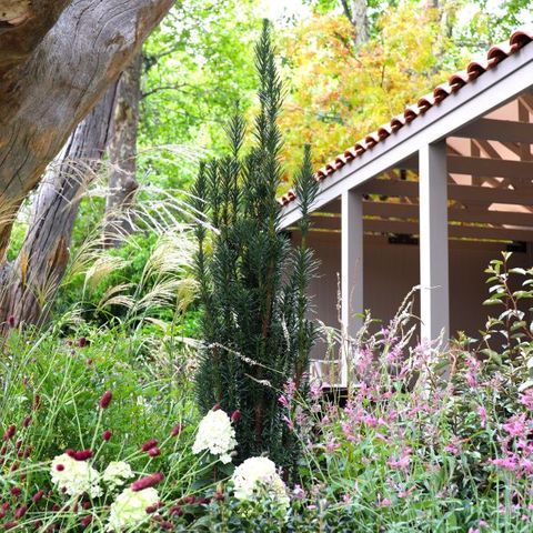 Cephalotaxus harringtonia Fastigiata - Warners Nurseries