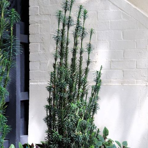 Cephalotaxus harringtonia Fastigiata - Warners Nurseries
