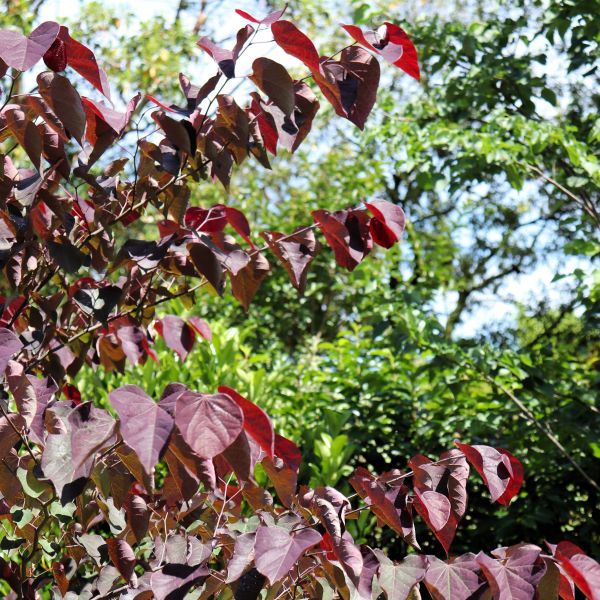 Cercis canadensis 'Forest Pansy' - Warners Nurseries