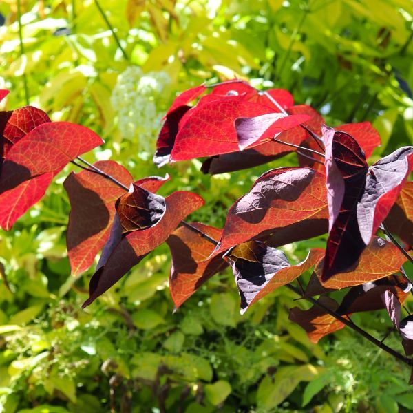 Cercis canadensis 'Forest Pansy' - Warners Nurseries