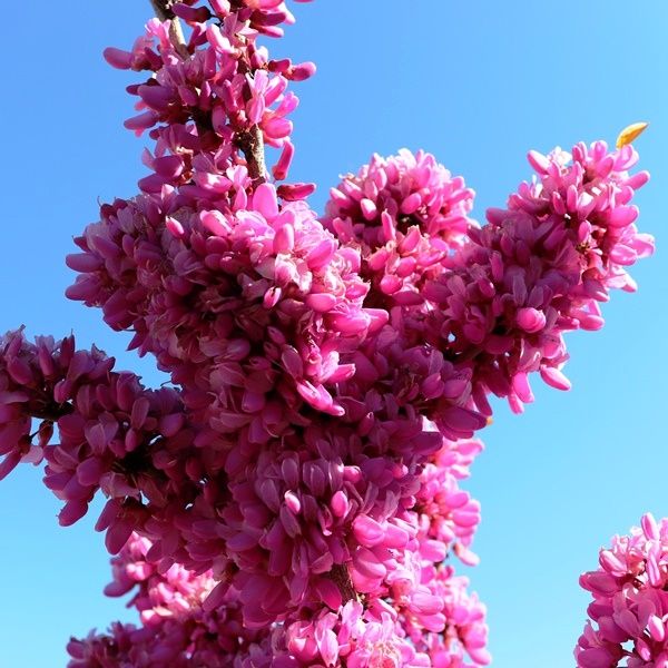 Cercis chinensis 'Avondale' - Warners Nurseries