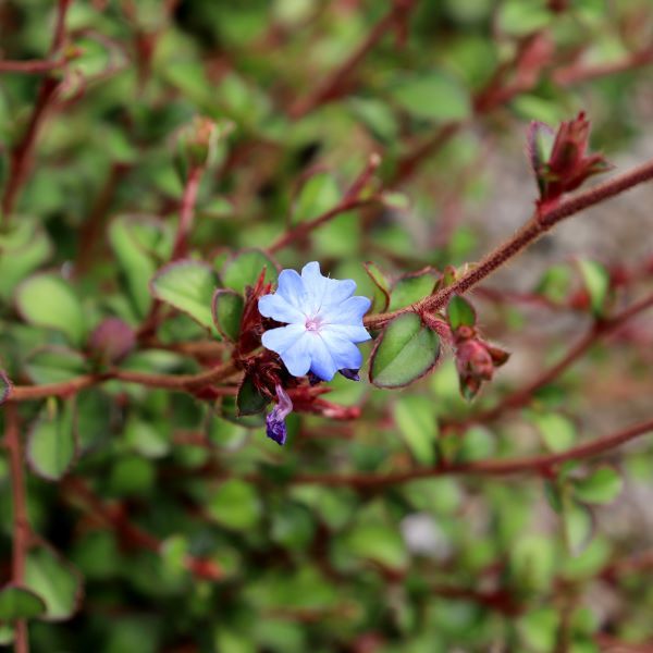 Ceratostigma griffithii - Warners Nurseries