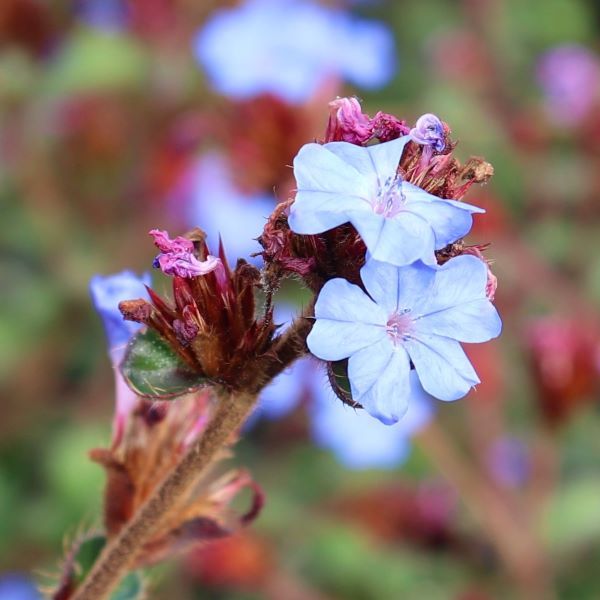 Ceratostigma griffithii - Warners Nurseries