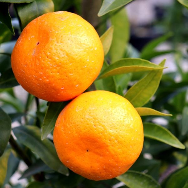 Citrus reticulata Mandarin 'Emperor' - Warners Nurseries