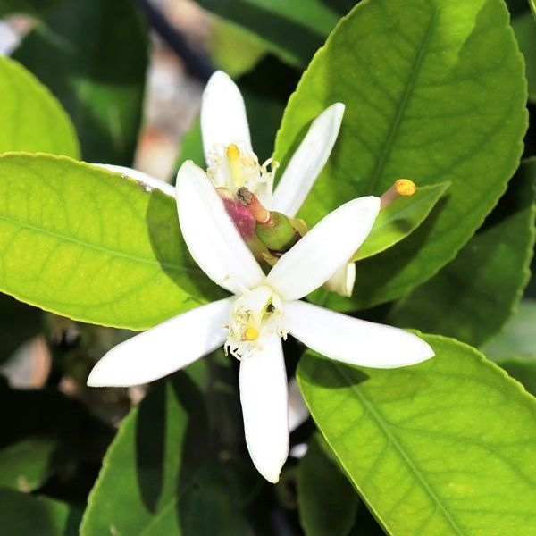 Citrus x meyeri 'Lemonicious' pbr - Warners Nurseries