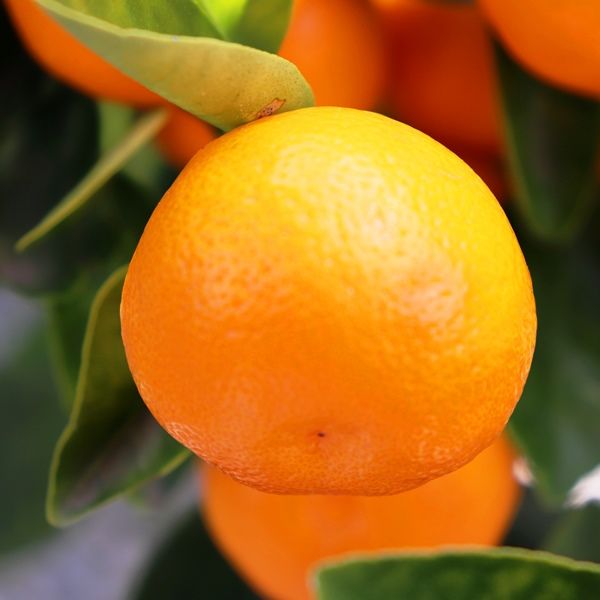 Citrus x microcarpa Cumquat 'Calamondin' - Warners Nurseries